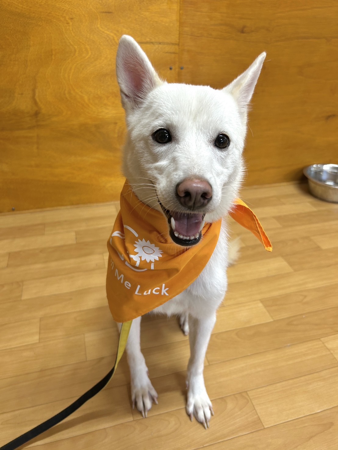 里親募集：さなちゃん（Mix） - 保護犬猫の里親探しグループ もふもふ